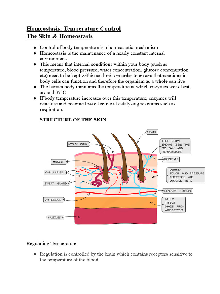 Homeostasis-control of Temperature.docx | PDF | Homeostasis | Skin