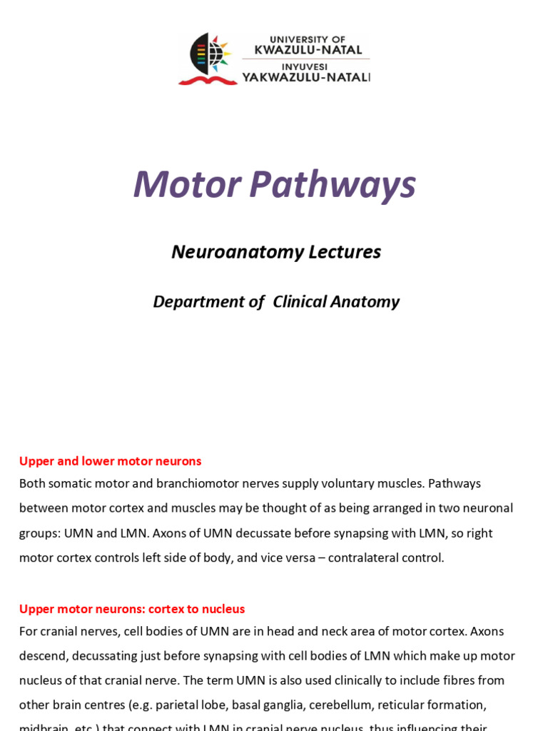 Chapter 2-MOTOR PATHWAYS 2025 (Neuro) | PDF | Motor Neuron | Spinal Cord