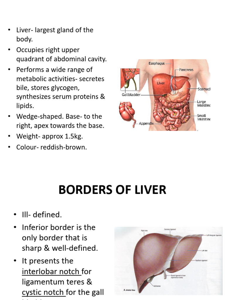Liver 2025-26 | PDF