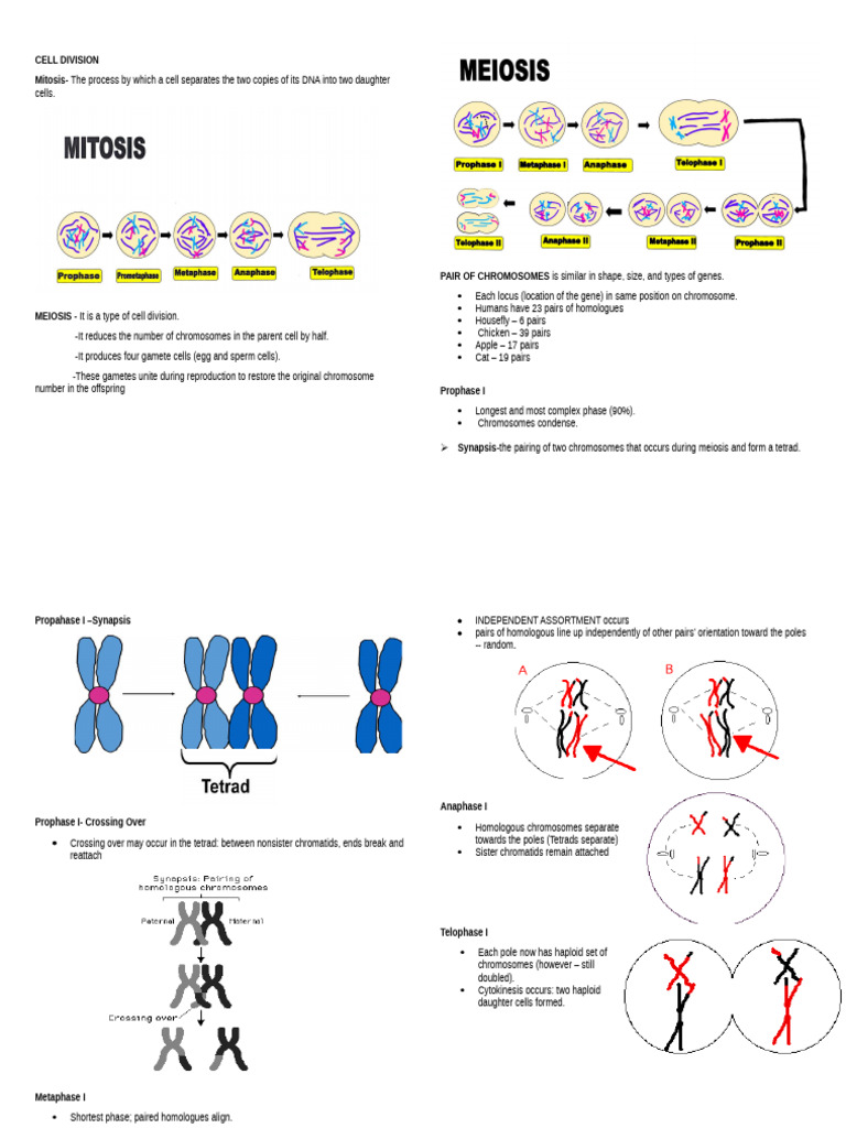 Cell Division 3rd Hand Outs | PDF | Meiosis | Mitosis