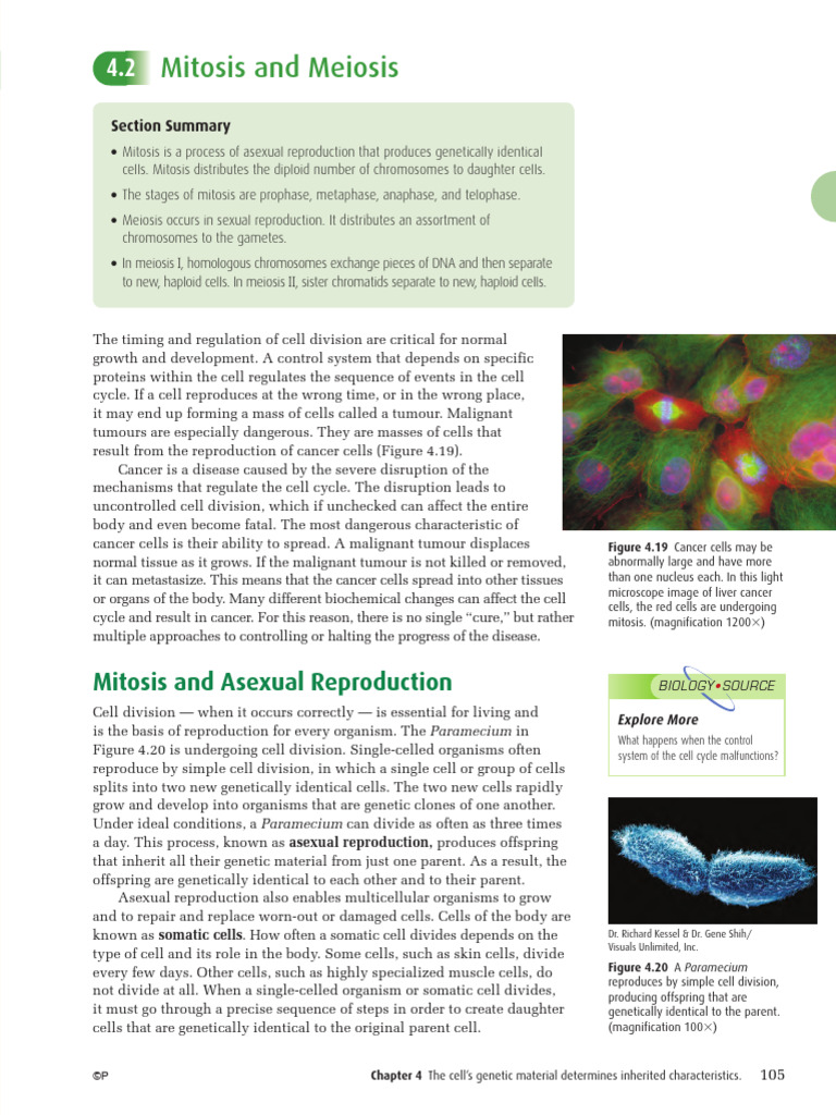 Mitsos i | PDF | Mitosis | Meiosis