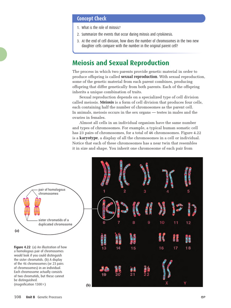 meosis | PDF | Meiosis | Mitosis