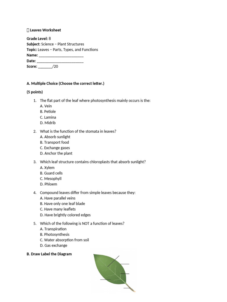 Leaves Worksheet 1 | PDF