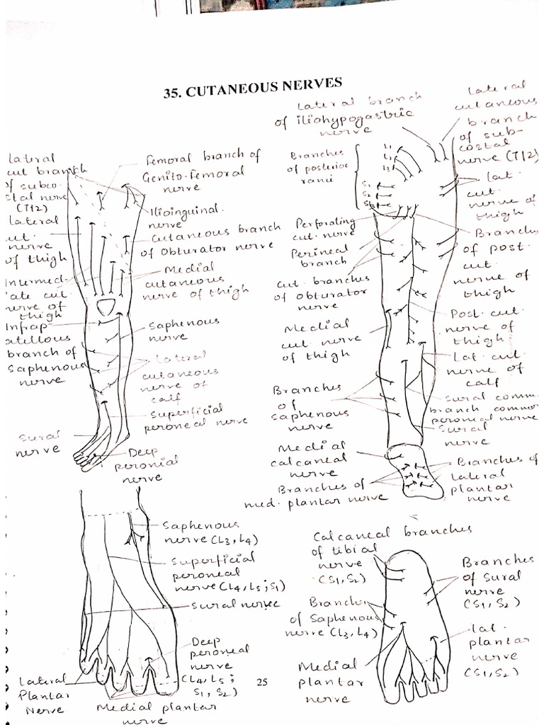 Lower Limb DH File | PDF