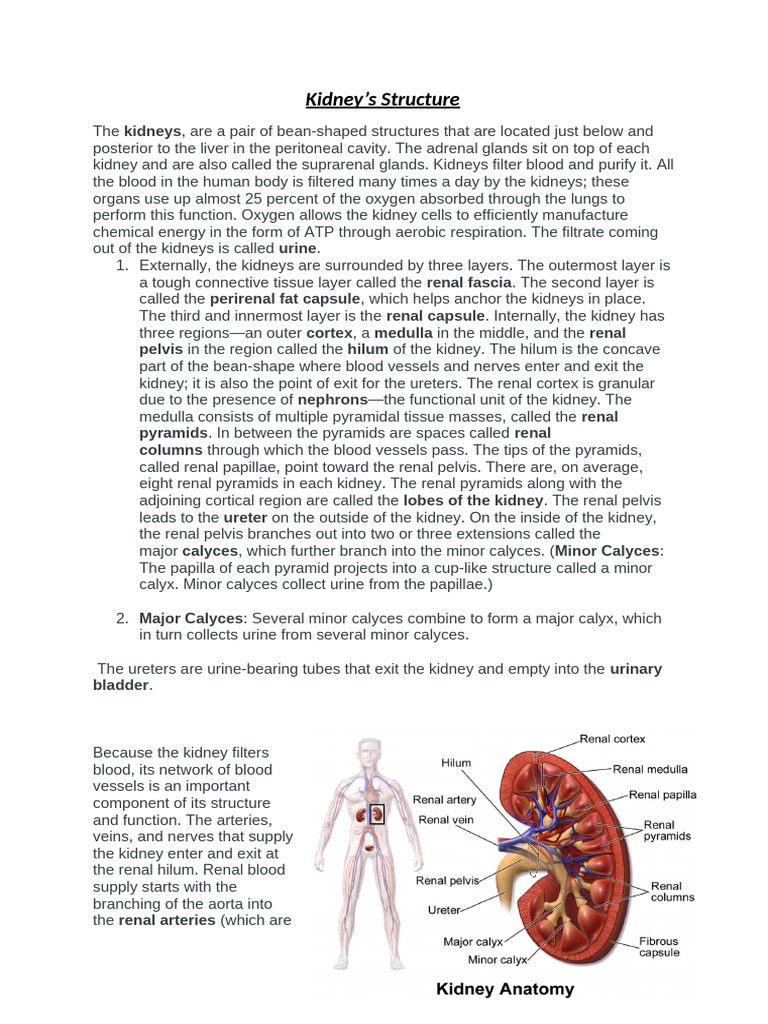 Kidney Structure and Dijestive System | PDF | Kidney | Digestion