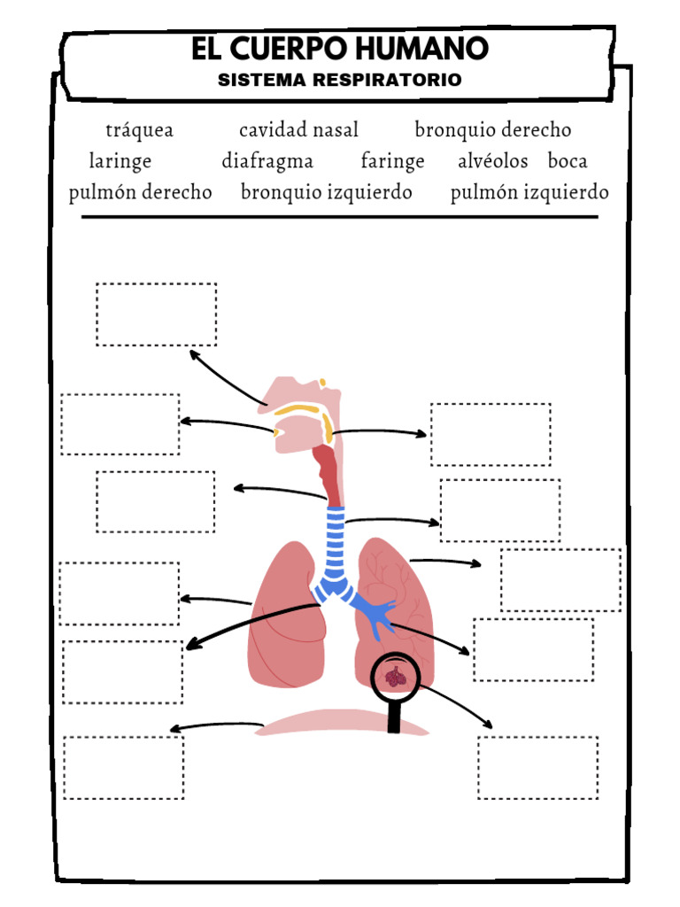 A4 Red Biology Science Worksheet Respiratory System | PDF