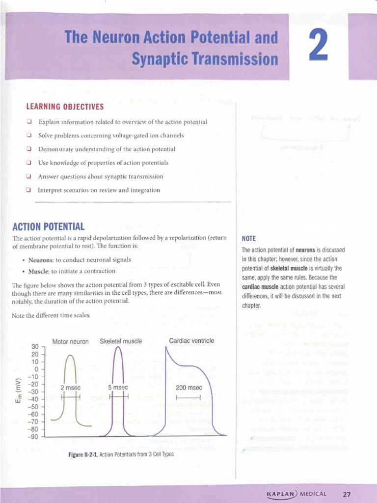 The Neuron Action Potential And | PDF