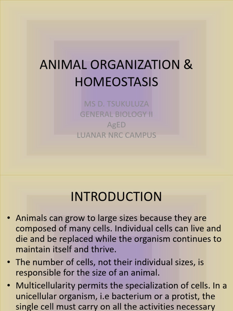 Animal Organization & Homeostasis | PDF | Epithelium | Tissue (Biology)