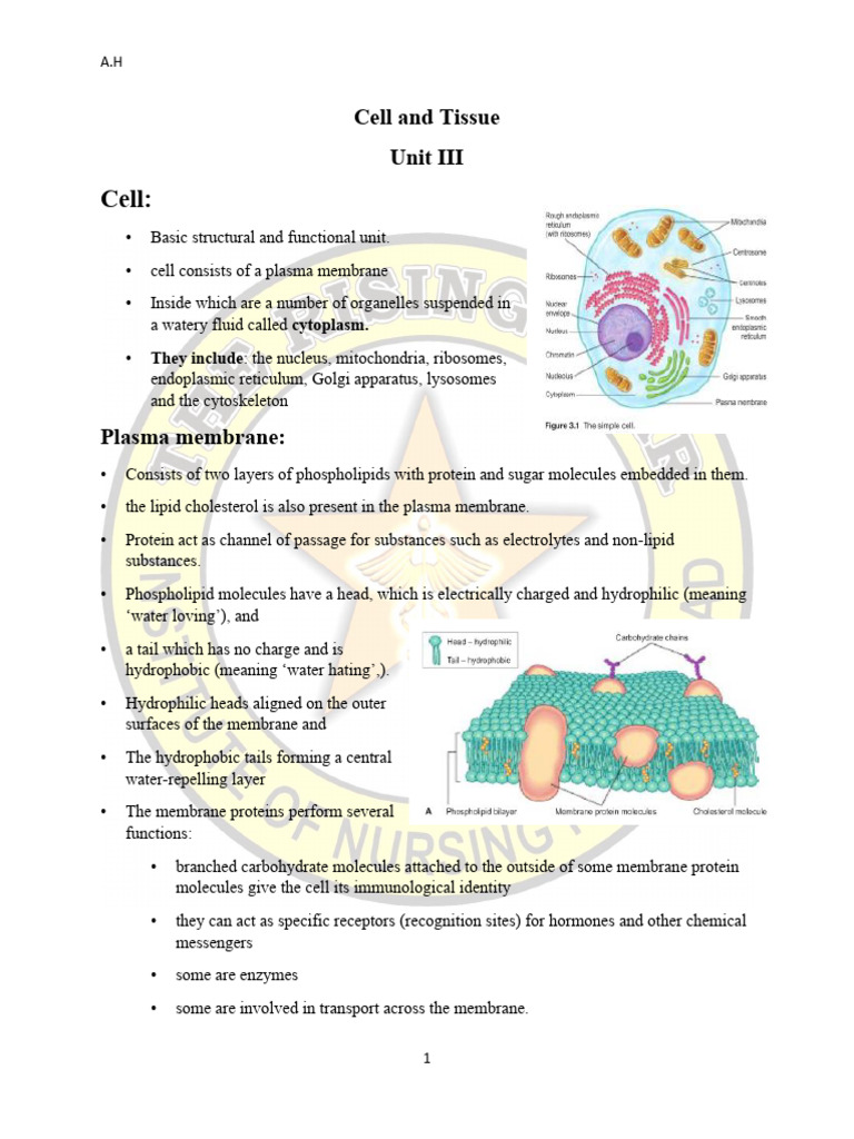 Unit III Cell, Tissues & Membrane | PDF | Epithelium | Mitosis