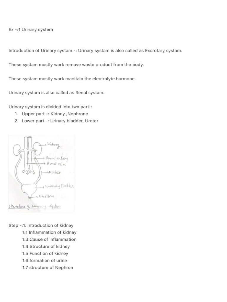Ex -1 Urinary System | PDF