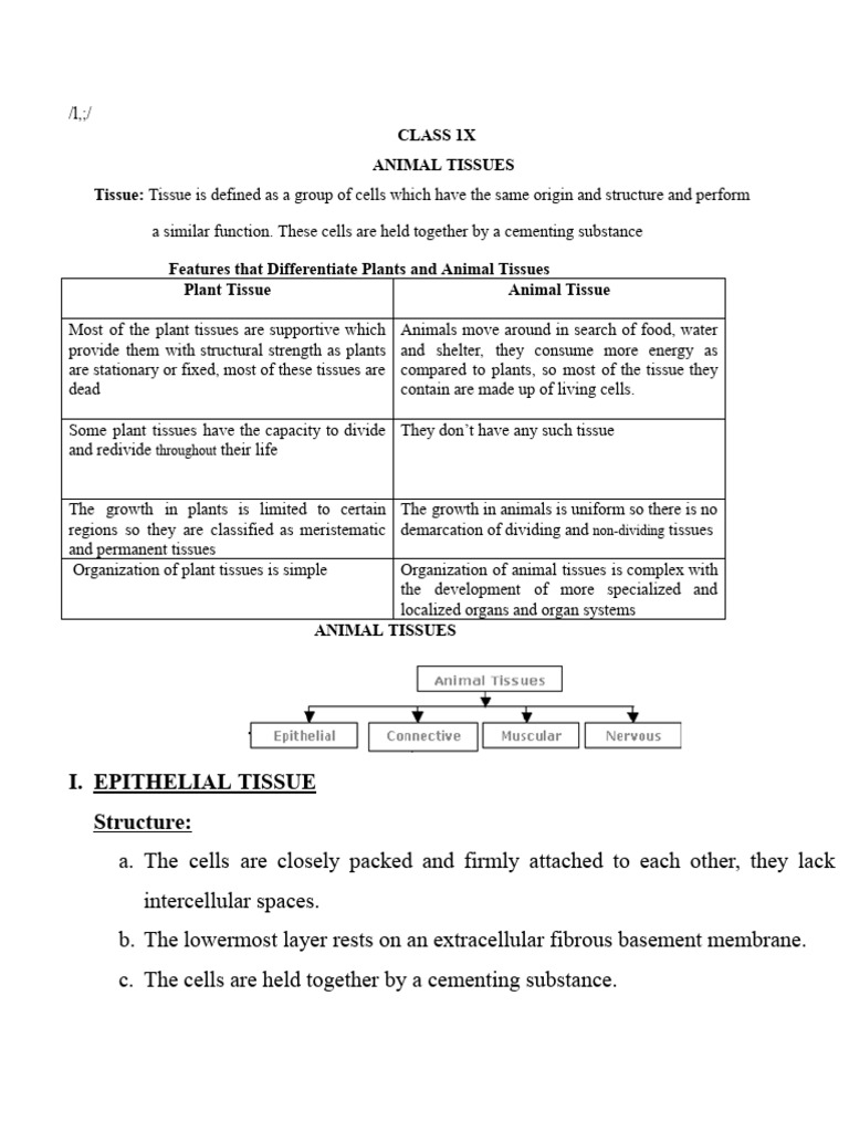 Animal Tissues Notes - Google Docs | PDF | Nerve | Epithelium