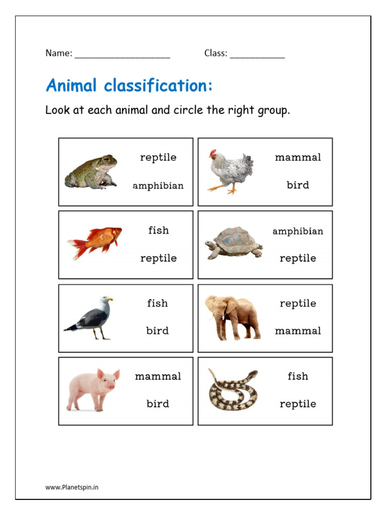Animal Classification Circle Right Group Worksheet | PDF