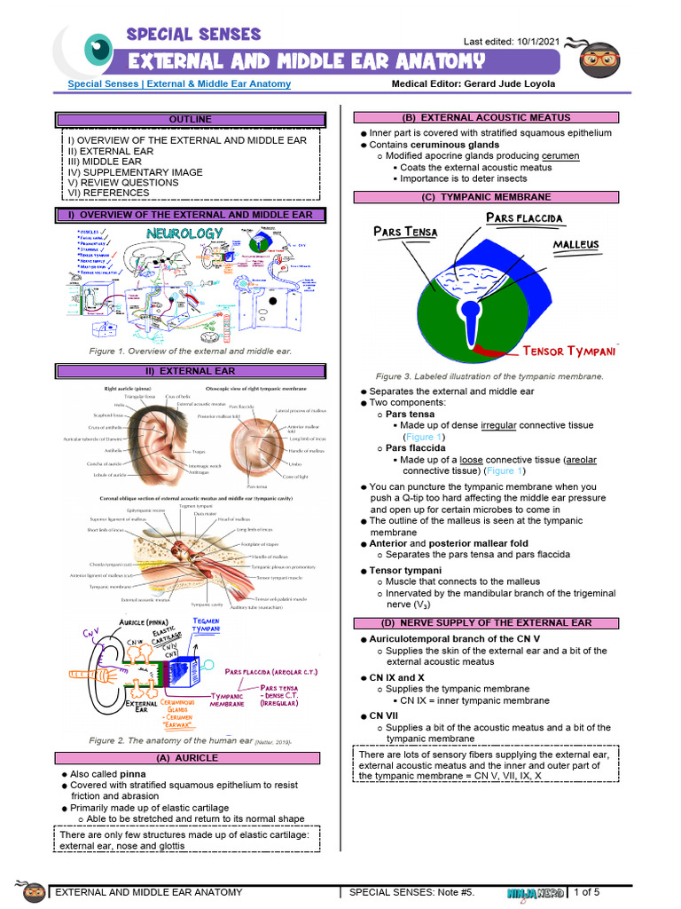 External & Middle Ear Anatomy (2) Atf | PDF | Ear | Human Anatomy