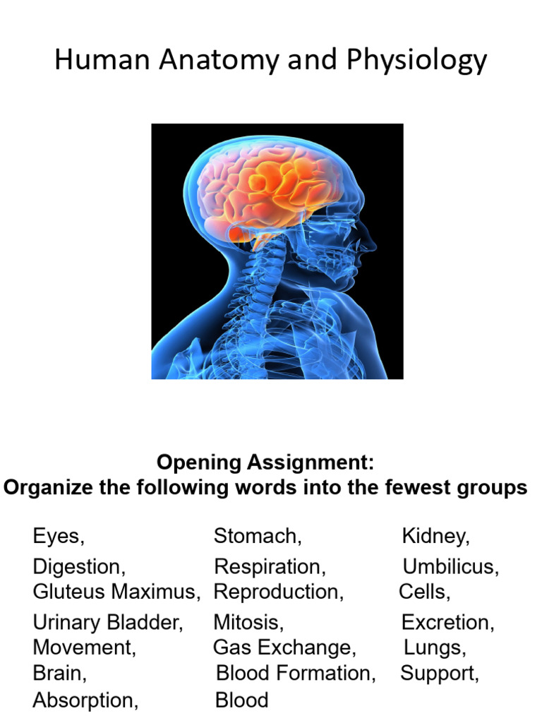 Chapter 12. Human Anatomy and Physiology | PDF | Human Body | Human Anatomy