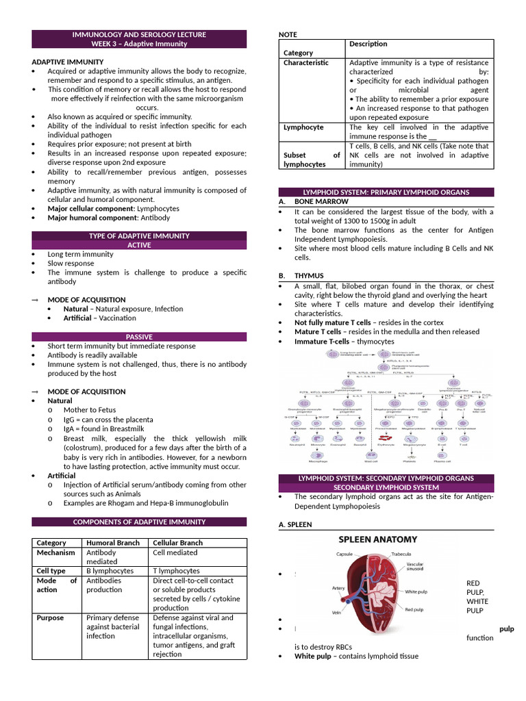 Immunology and Serology Lecture | PDF | Adaptive Immune System | Lymphocyte