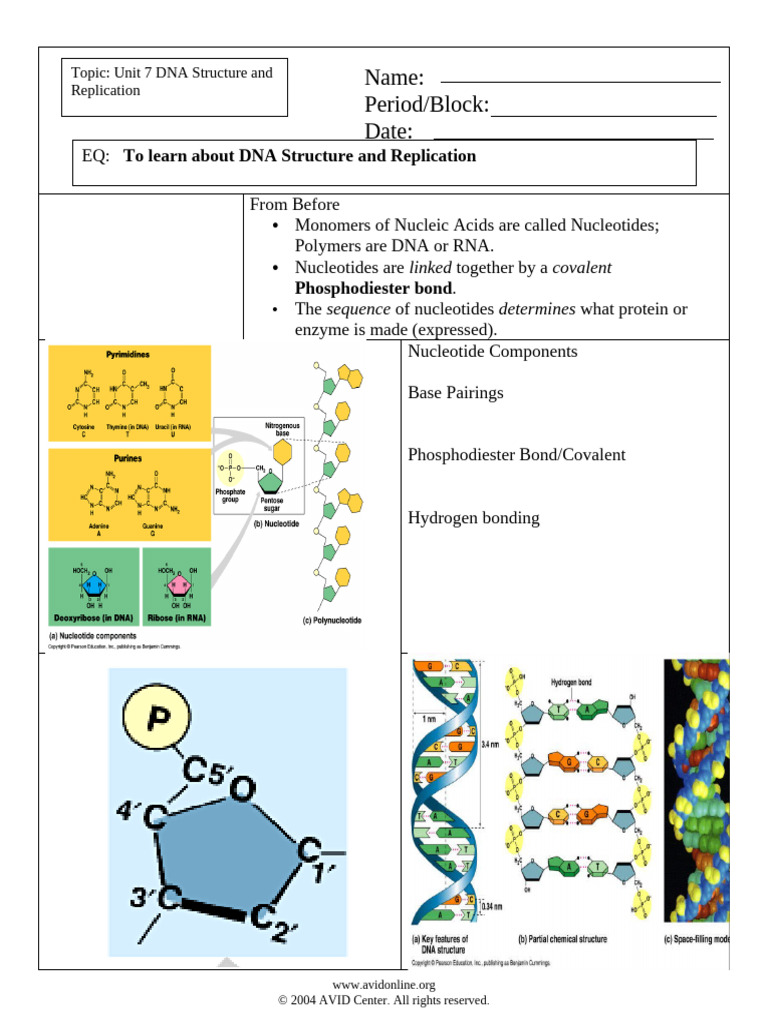 Unit 7 DNA Structure and Replication | PDF