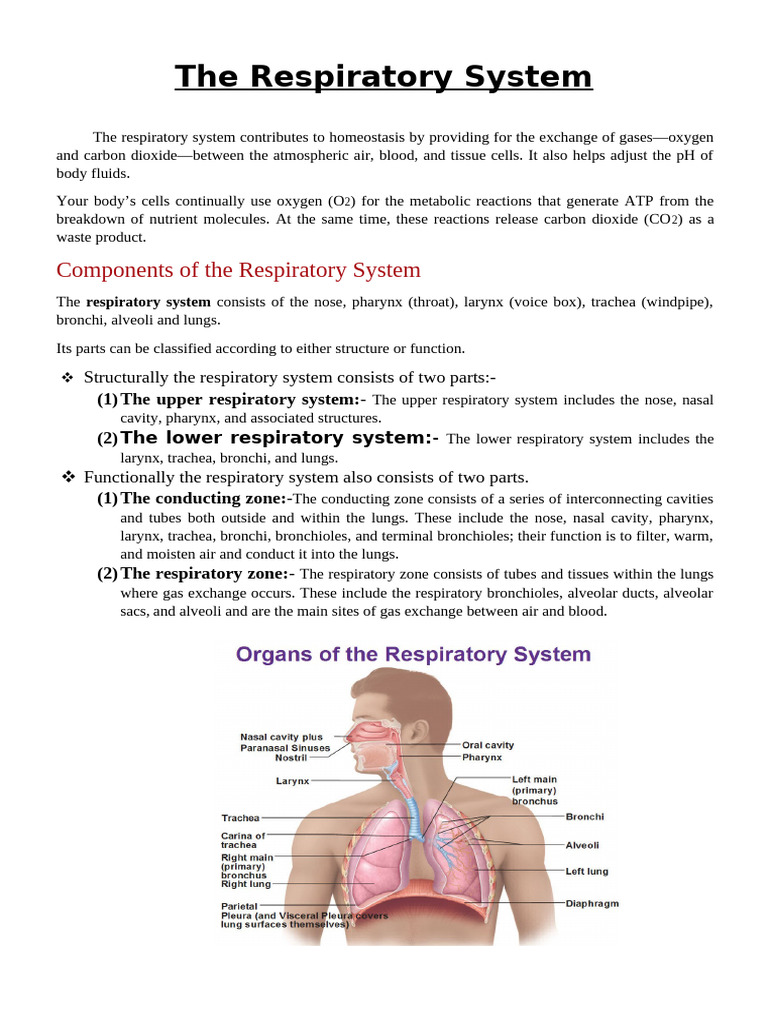 The Respiratory System | PDF | Respiratory Tract | Lung