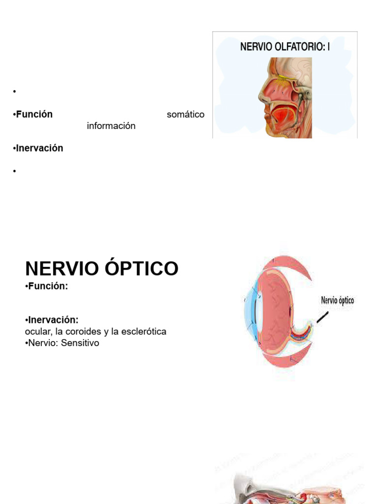 Pares Craneales + Musculos Ojos | PDF | Anatomía de los primates ...