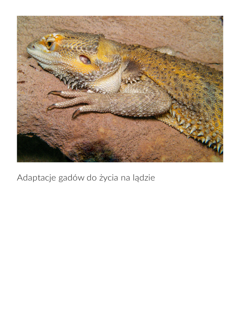 Adaptacje Gadow Do Zycia Na Ladzie | PDF