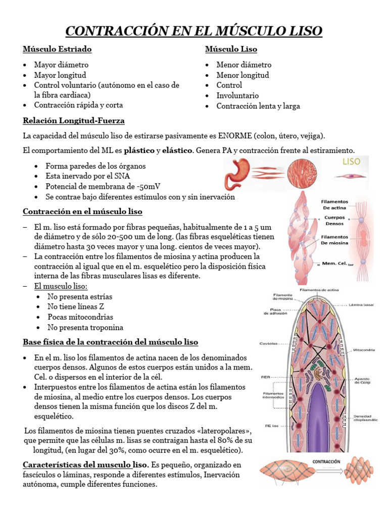 CONTRACCIÓN EN EL MÚSCULO LISO | PDF | Contracción muscular | Músculo