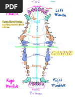 Triadan Tooth Numbering Guide | PDF | Dental Anatomy | Dentistry