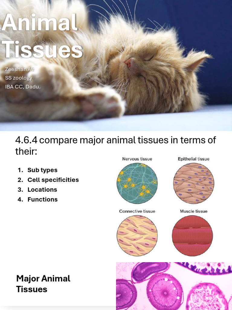 Animal Tissues | PDF | Epithelium | Muscle