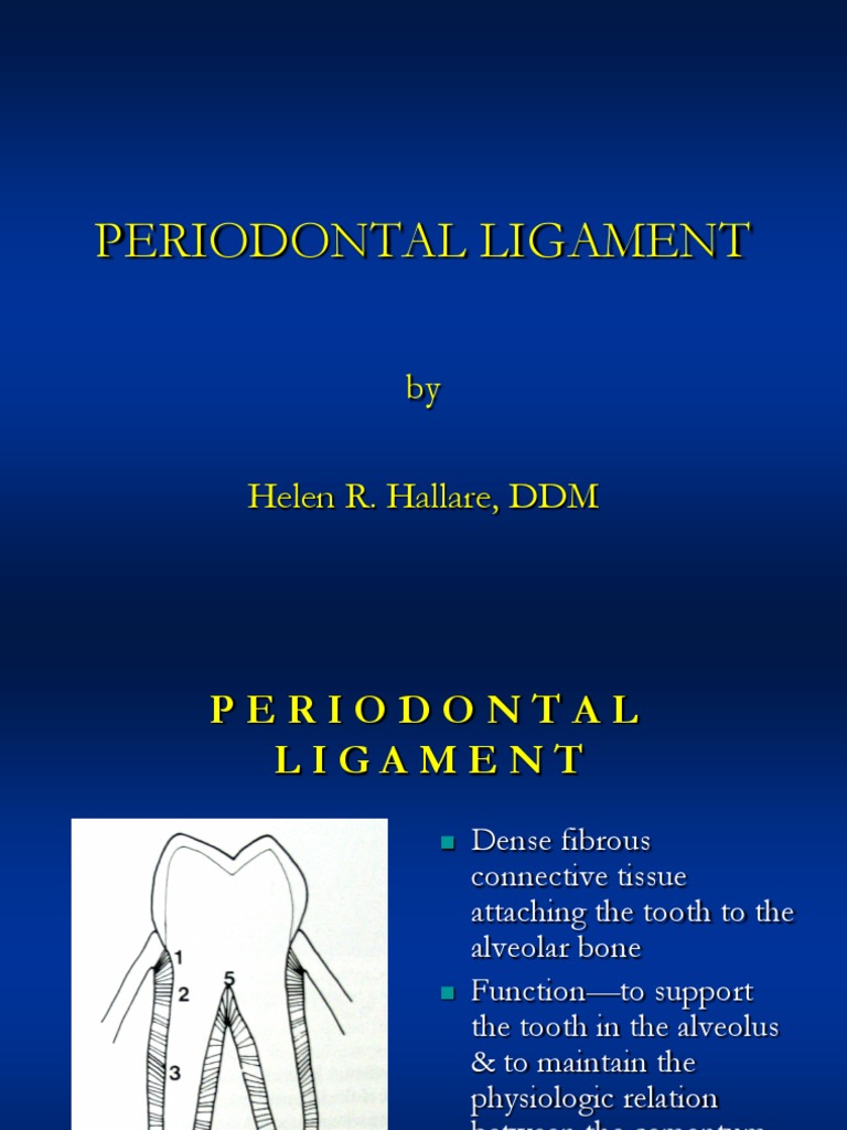 Periodontal Ligament: by Helen R. Hallare, DDM | PDF | Human Tooth ...