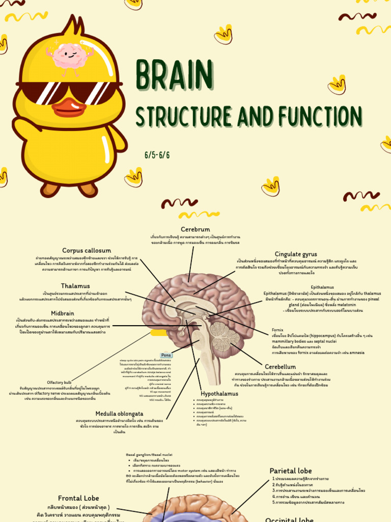 Brain Map 65-66 PDF | PDF