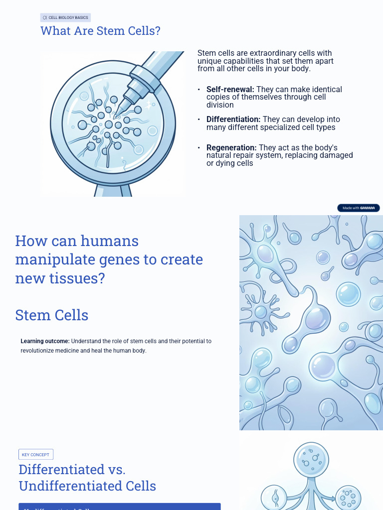 Stem-Cells-The-Building-Blocks-of-Life | PDF | Stem Cell | Embryonic ...
