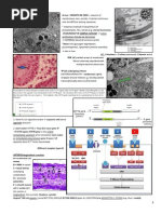 Randy Neil Biostats Notes | PDF