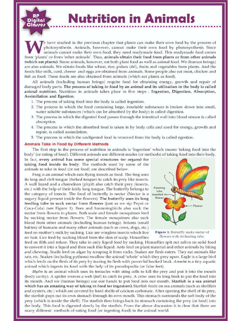 Nutrition in Animals Notes | PDF