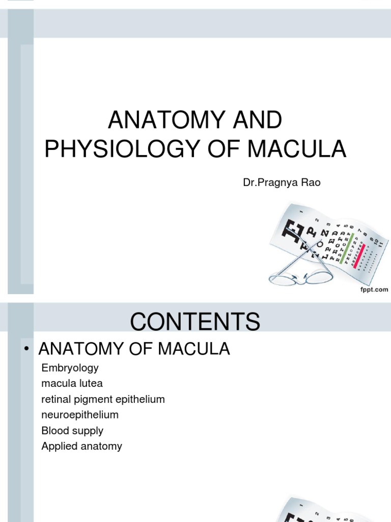 New Anatomy and Physiology of Macula | PDF | Visual System | Retina