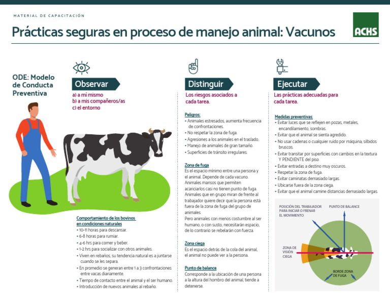 Ficha_Prácticas_Seguras_en_Proceso_de_Manejo_Animal_Vacunos | PDF | Vacas