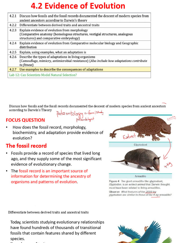 4.2 Evidences of Evolution | PDF | Evolution | Homology (Biology)