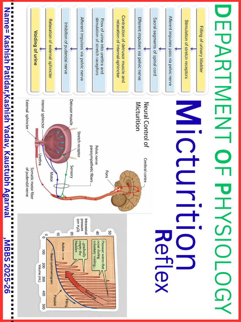 Filling of Urinary Bladder Stimulation of Stretch Receptors Afferent ...