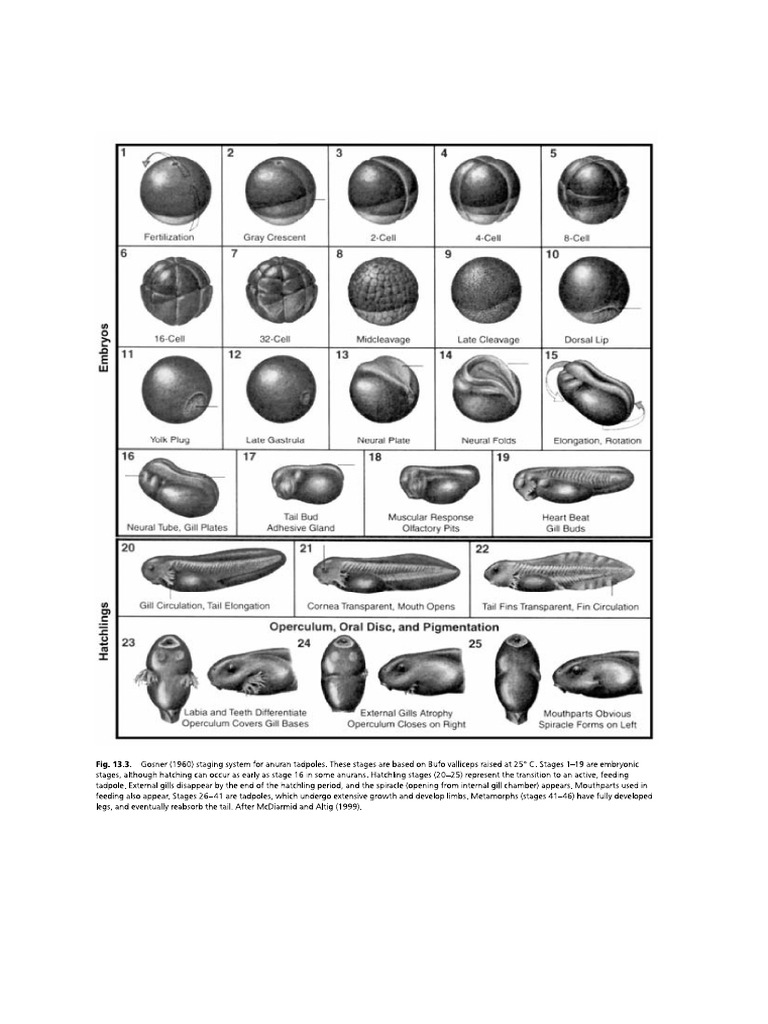 Tabela de Gosner | PDF