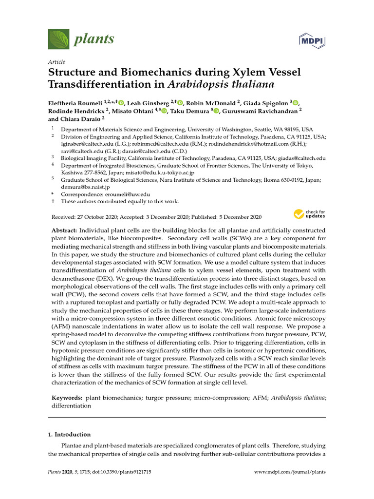 Structure and Biomechanics During Xylem Vessel Transdifferentiation in ...