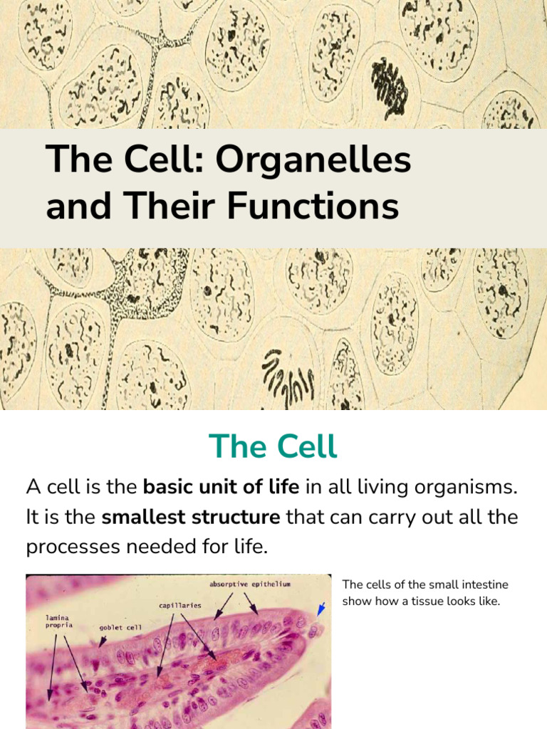 The Cell - Organelles and Their Functions | PDF | Endoplasmic Reticulum ...