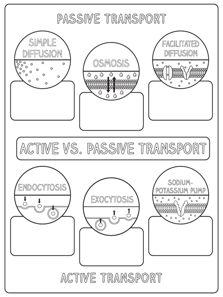 ActiveandPassiveTransportDoodleNotes 1 | PDF