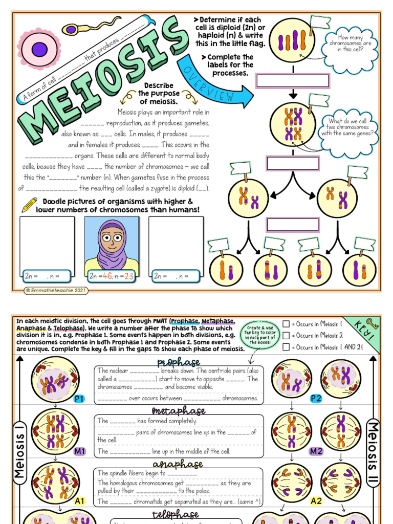 06+meiosis+ +color+ +scaffolded | PDF | Meiosis | Ploidy