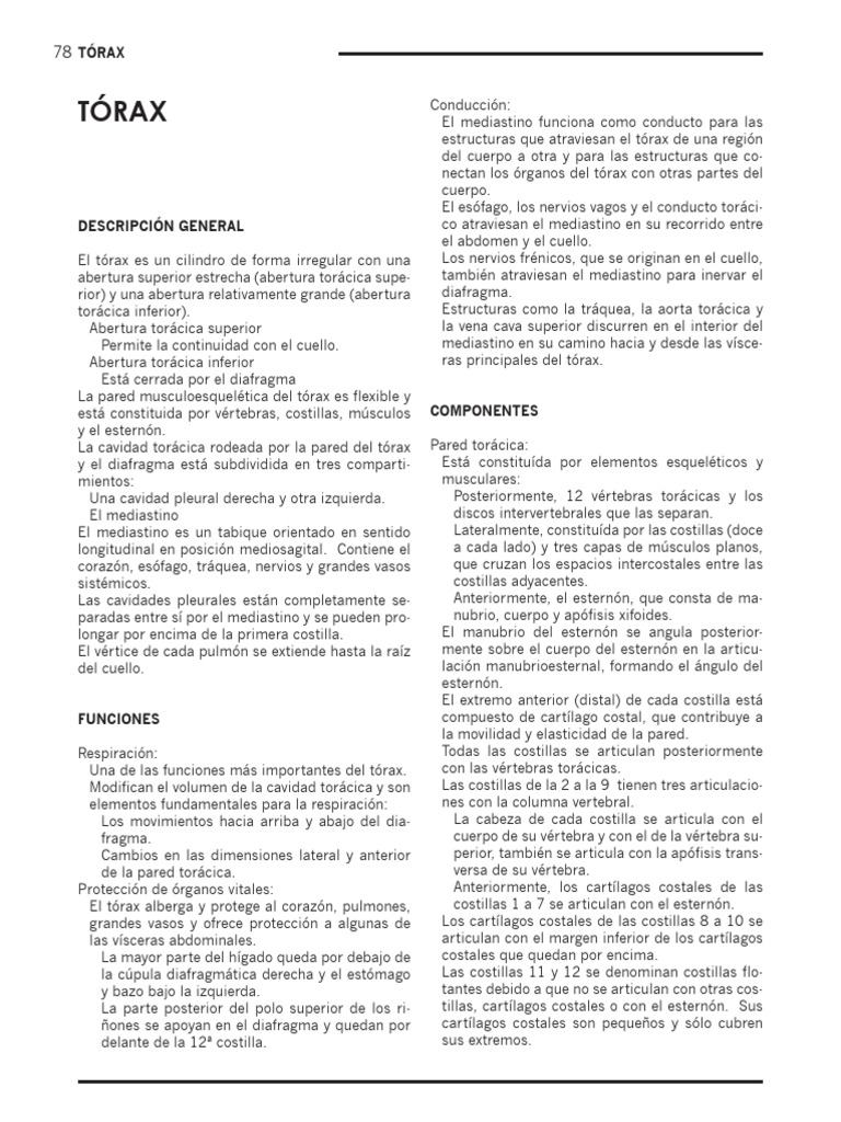 Resúmen Del Gray | PDF | Tórax | Pecho
