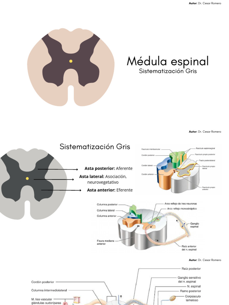 Médula espinal (1) | PDF | Médula espinal | Sistema nervioso central