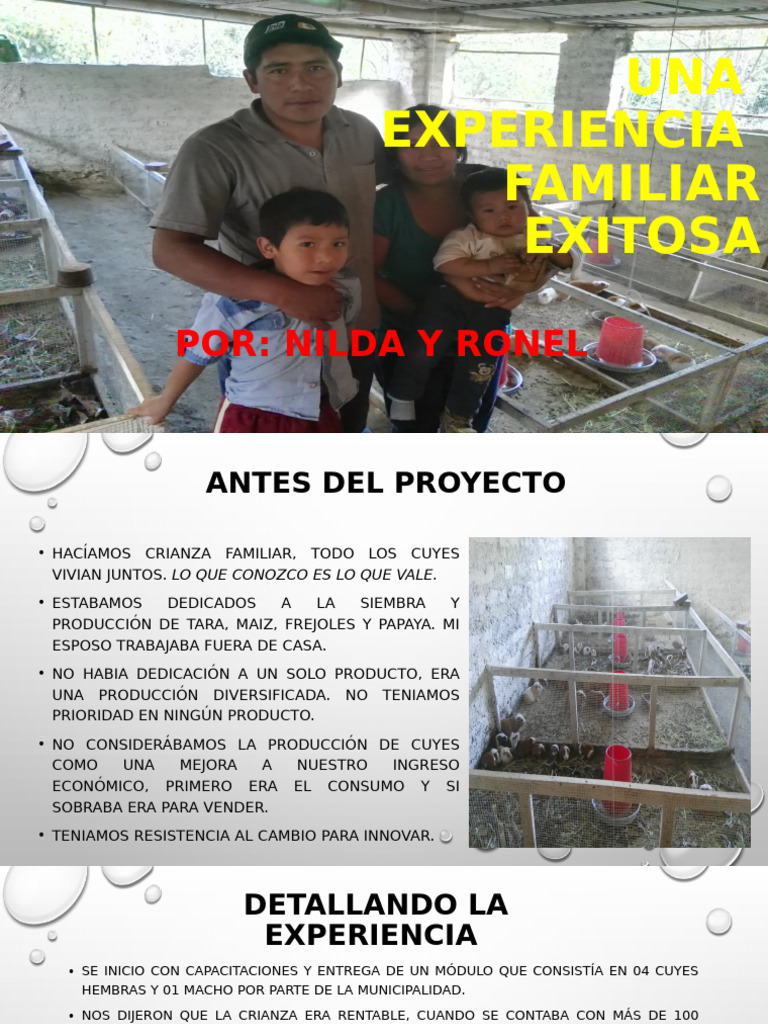 Experiencia Exitosa -Cuy - Nilda y Ronel | PDF | Economias