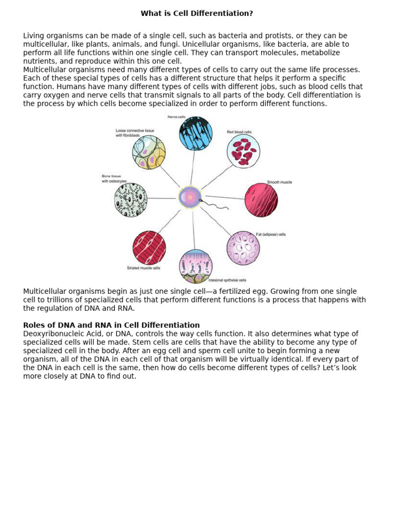 What Is Cell Differentiation | PDF | Cell (Biology) | Gene