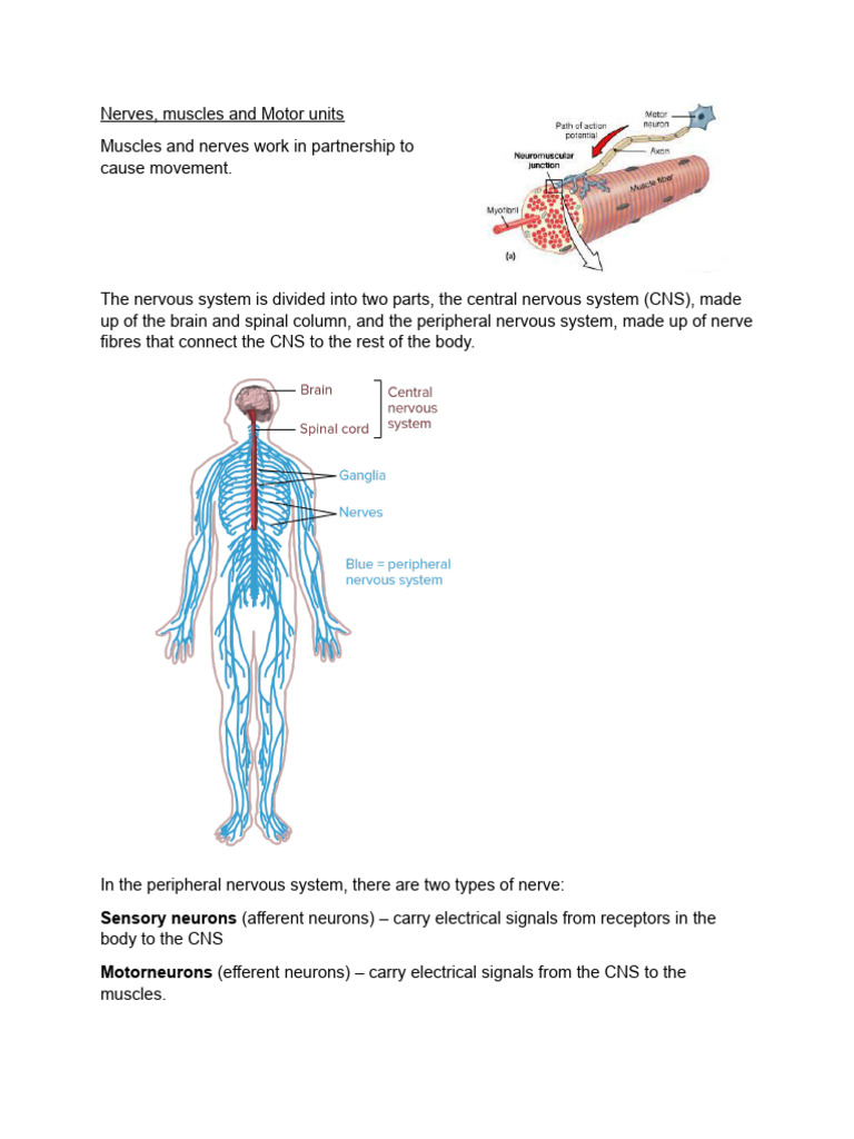 Motor Units and Types of Muscle Fibre | PDF | Axon | Motor Neuron