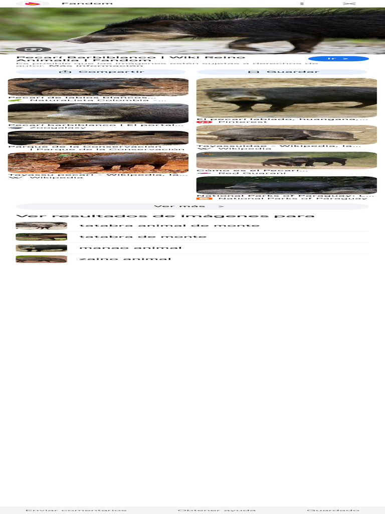 Tateto Animal - Buscar Con Google | PDF | Suina | Ungulados