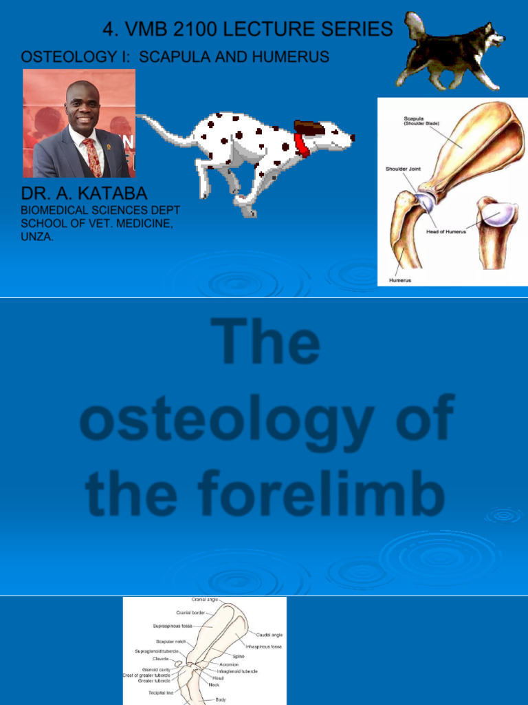 LECTURE 4_Osteology of the Scapula and Humerus | PDF | Musculoskeletal ...