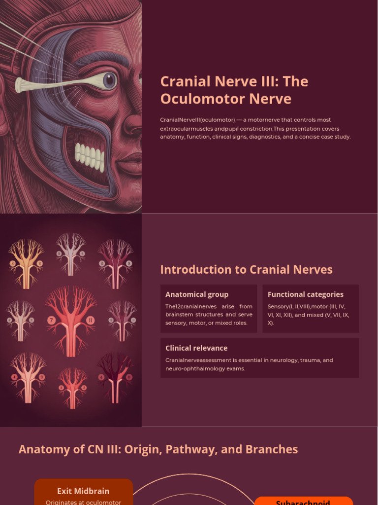Cranial Nerve III The Oculomotor Nerve - PDF - 20260205 - 123925 - 0000 ...