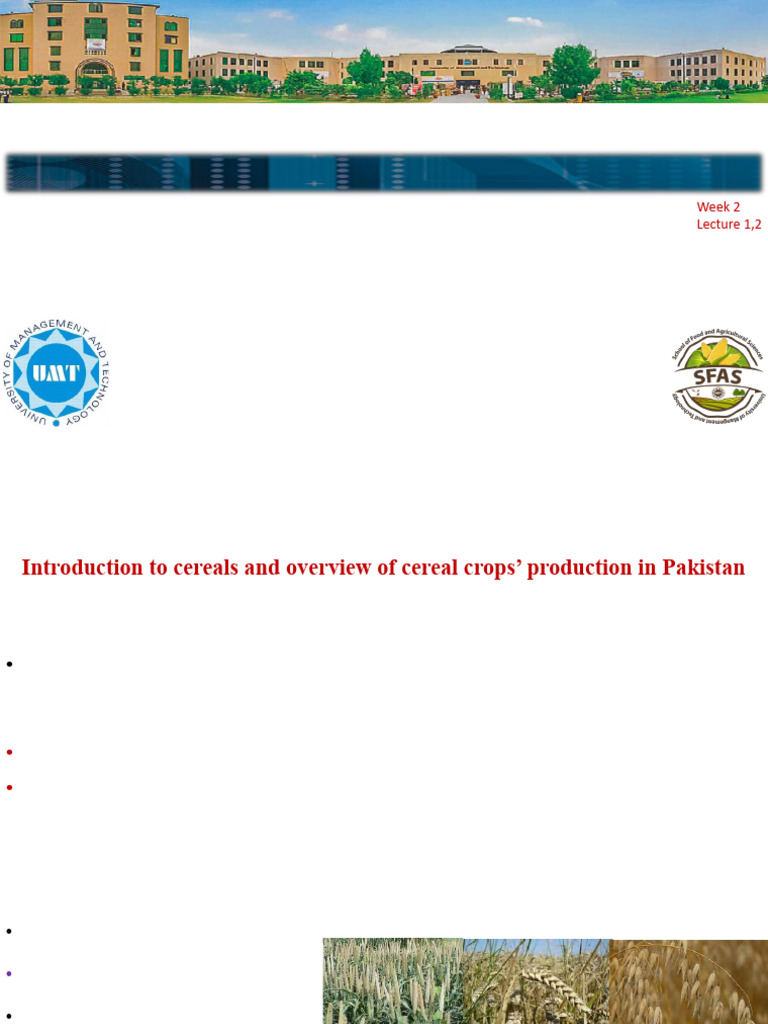 Cereal Technology (FT-3104 Week 2) A | PDF | Cereals | Wheat