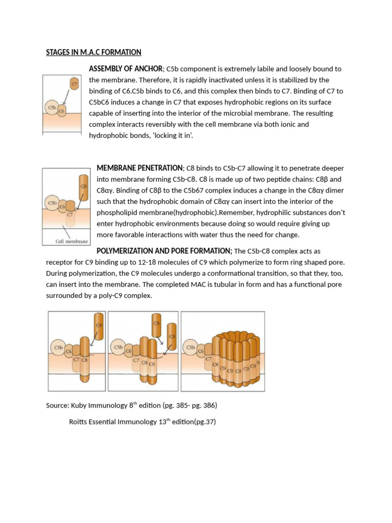 Stages in Mac Formation | PDF